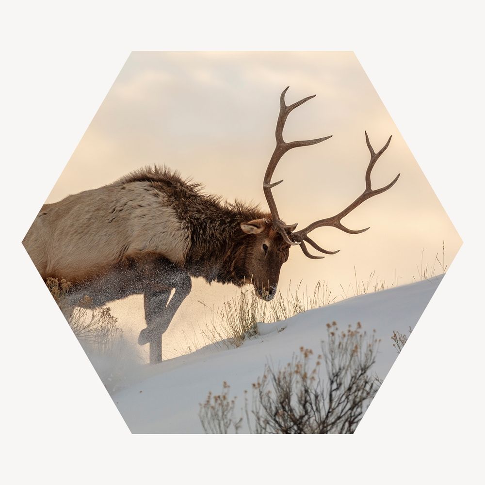 Elk wild animal hexagon shape | Free Photo - rawpixel