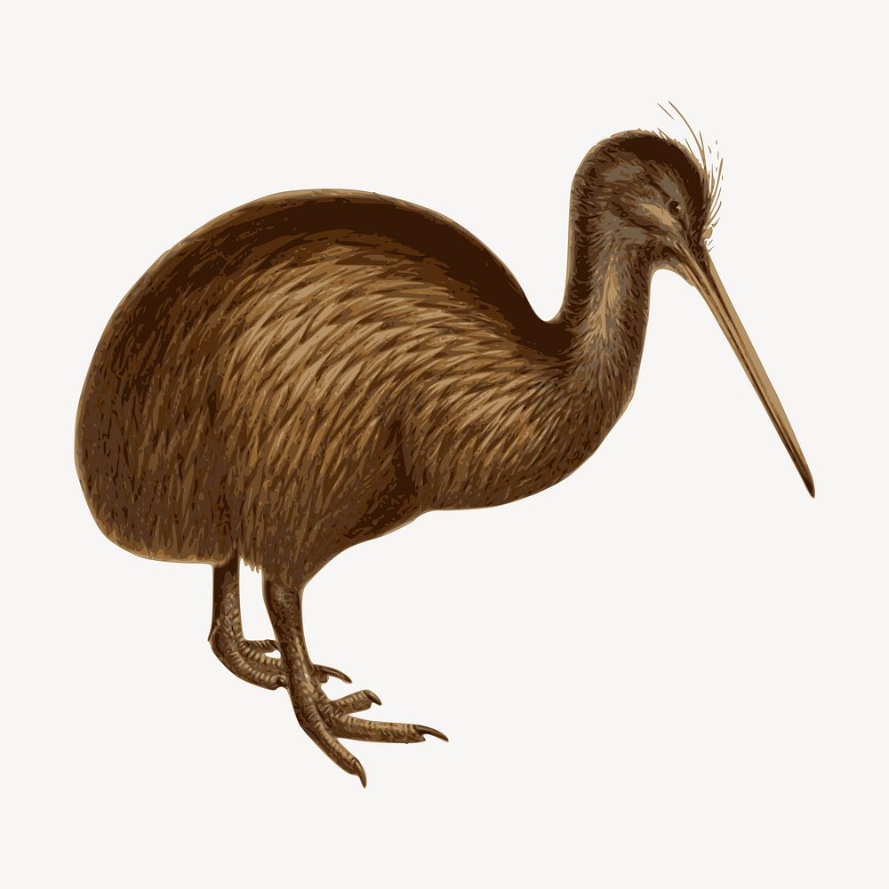 Kiwi bird clipart, vintage animal | Free Vector - rawpixel