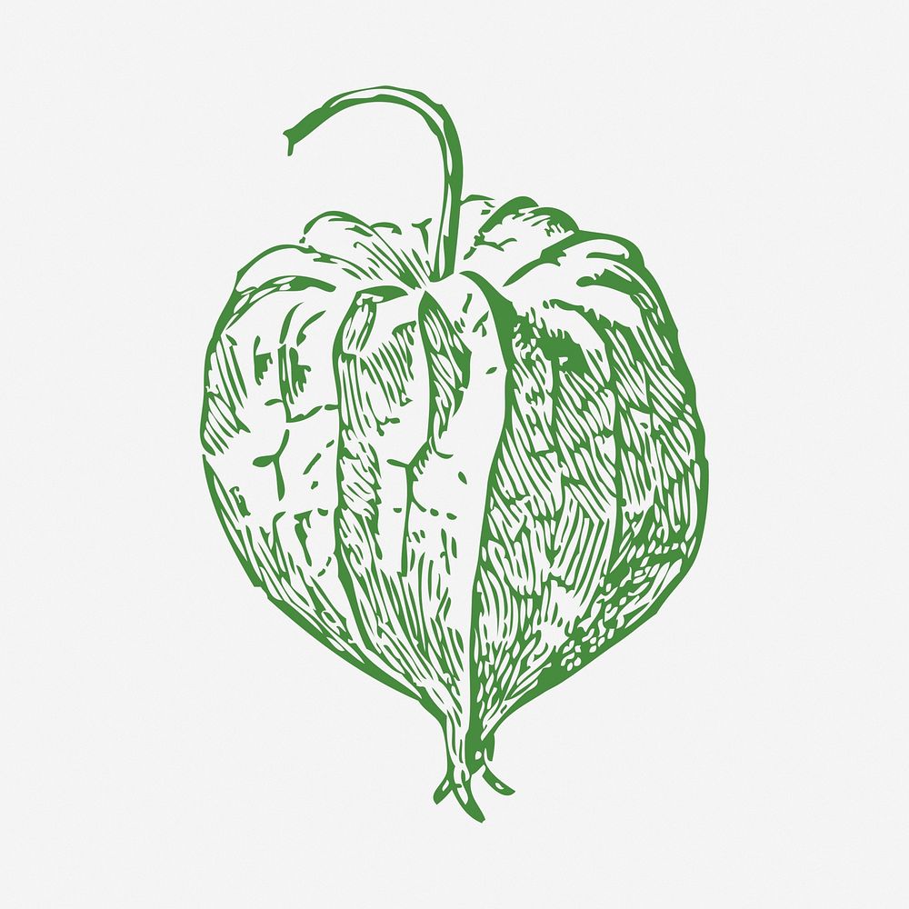 Tomatillo clipart, vegetable vintage illustration | Free Vector - rawpixel