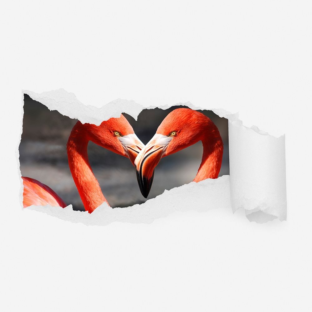Flamingo birds ripped paper reveal, | Free Photo - rawpixel