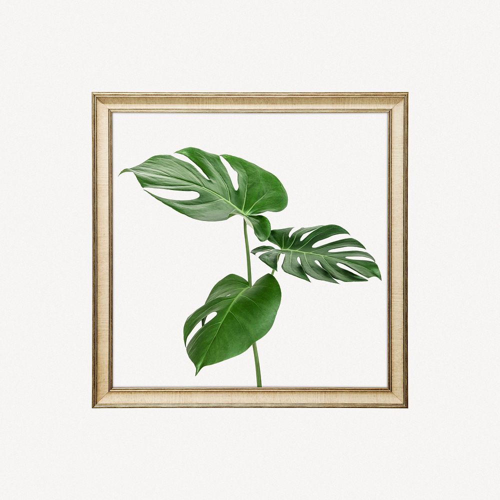 Monstera leaf framed image | Free Photo - rawpixel