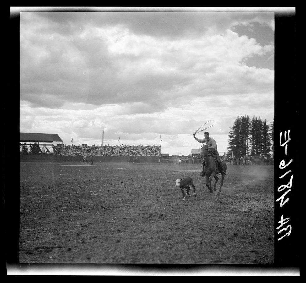 Roping calf. Molalla Buckeroo (rodeo). | Free Photo - rawpixel
