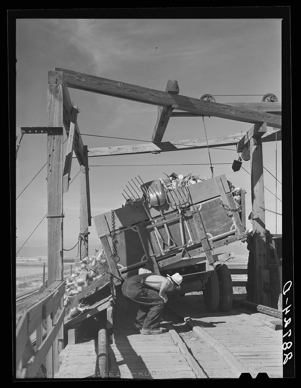 Dumping load sugar beets. Adams | Free Photo - rawpixel