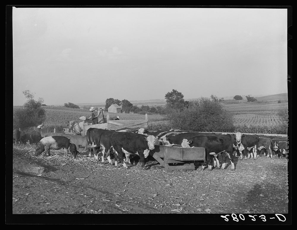 Feeding Hereford cattle. Gannon farm | Free Photo - rawpixel