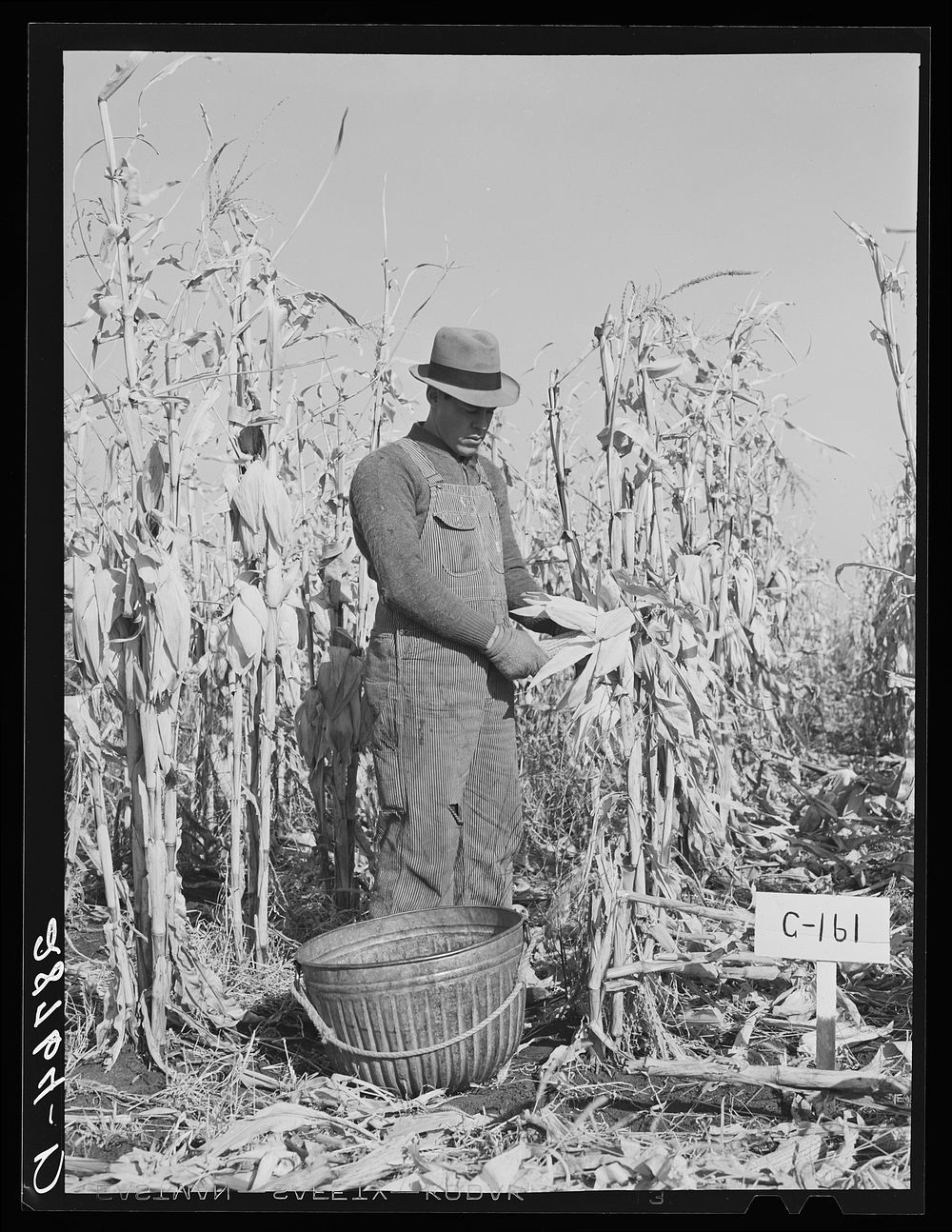 Husking corn test yield. Grundy | Free Photo - rawpixel