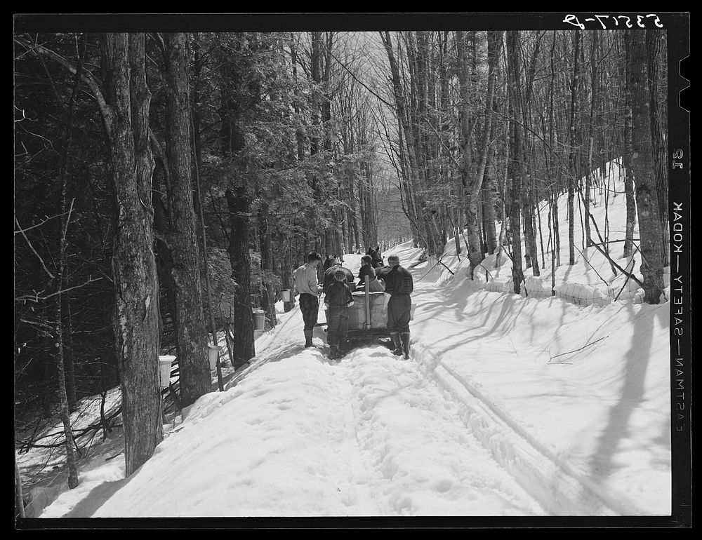 Gathering sap maple sugar trees | Free Photo - rawpixel