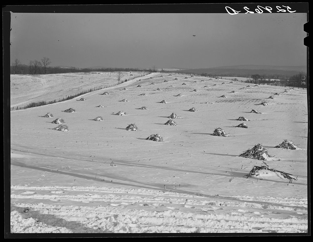 Corn shocks field Frederick, Maryland. | Free Photo - rawpixel