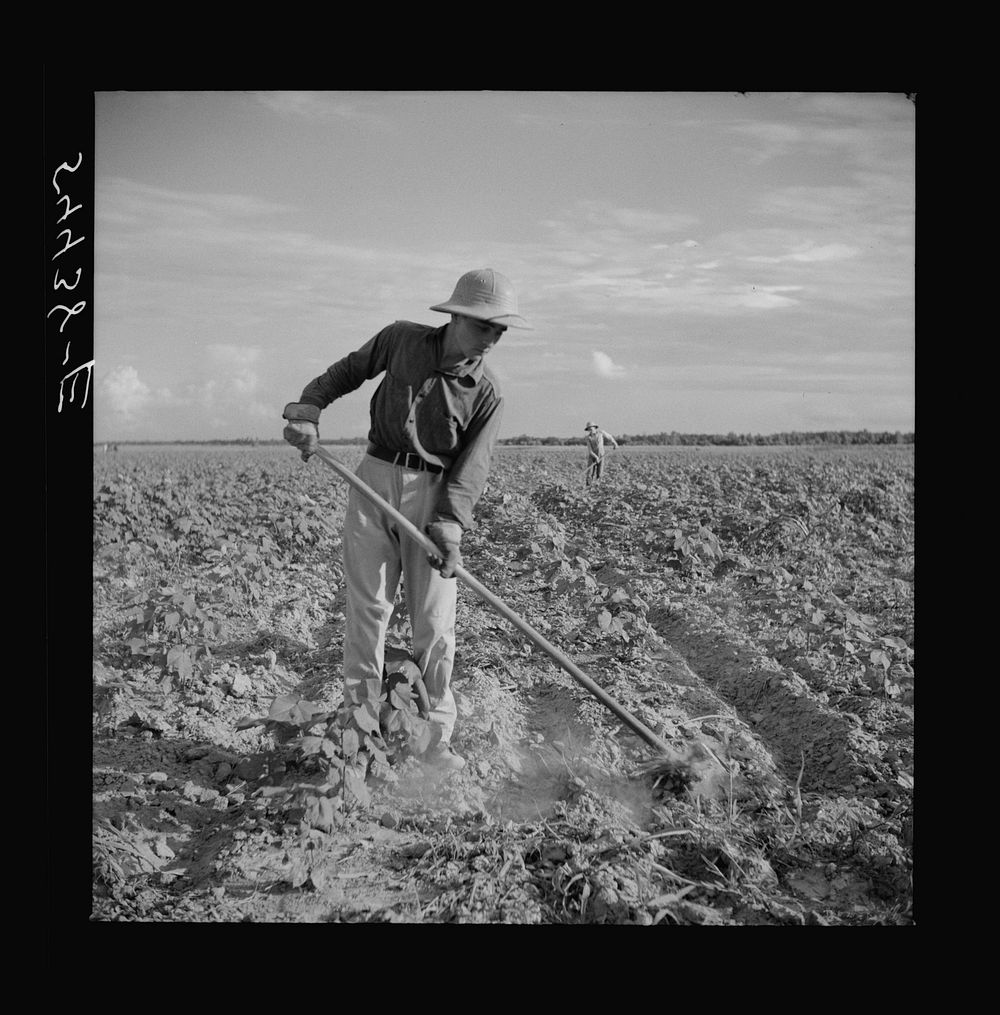 Member Allen Plantation cooperative association | Free Photo - rawpixel