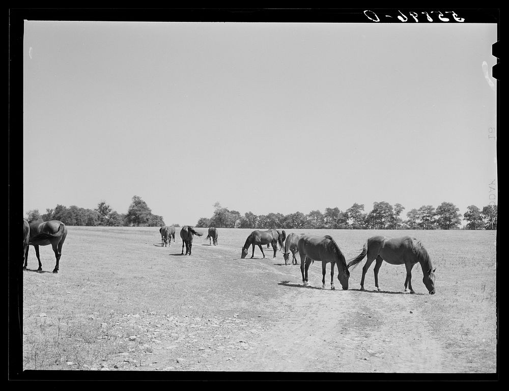 Walnut Hall, horse breeding farm | Free Photo - rawpixel