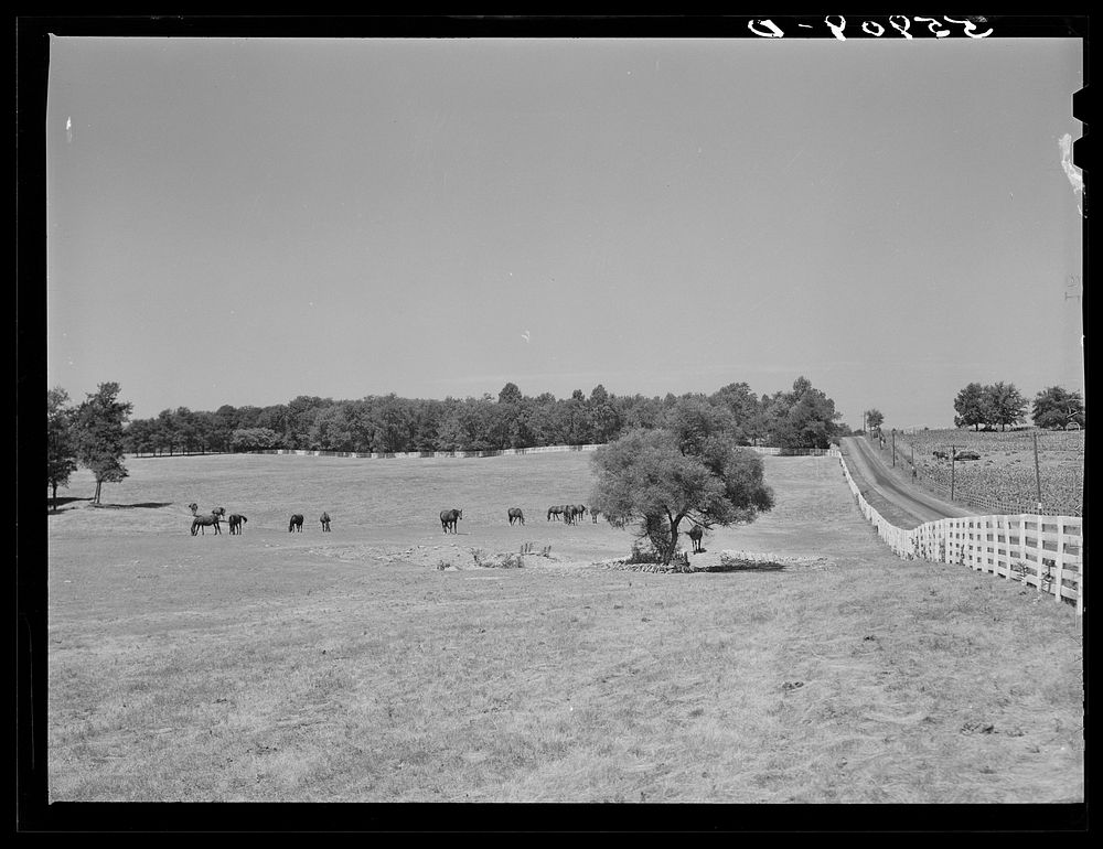 Walnut Hall, horse breeding farm | Free Photo - rawpixel