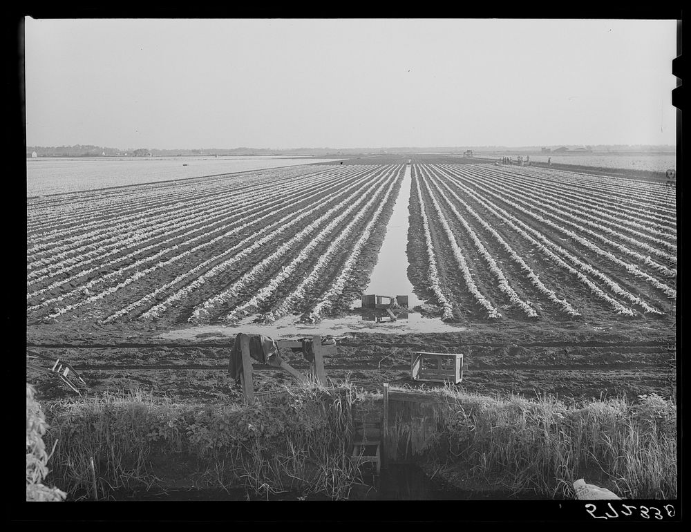 Celery field. Sarasota, Florida. Sourced | Free Photo - rawpixel