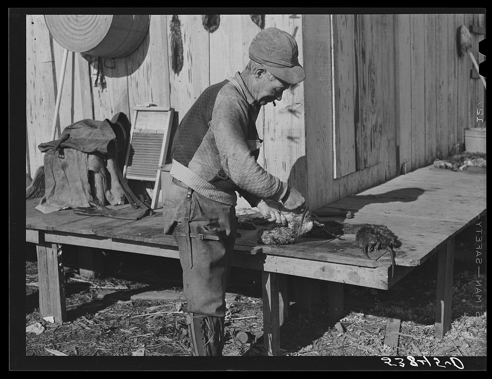 Spanish trapper skinning his muskrats | Free Photo - rawpixel