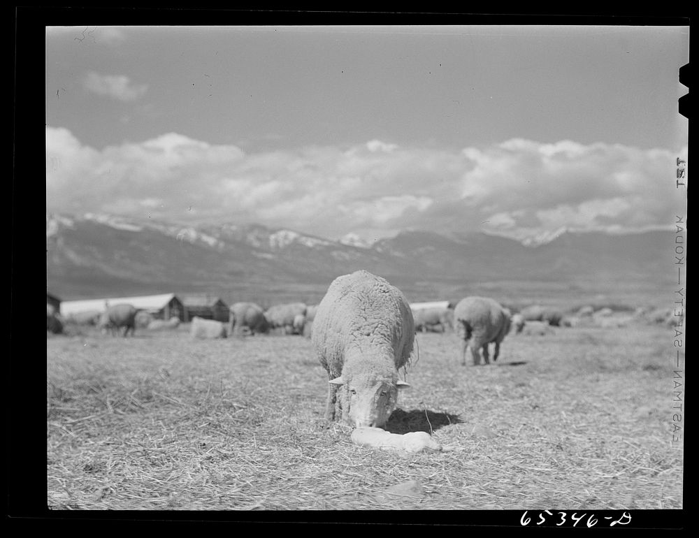 Ravalli County, Montana. Ewe lamb | Free Photo - rawpixel