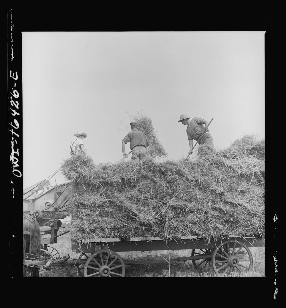 Jackson, Michigan. Pitching hay. Sourced | Free Photo - rawpixel