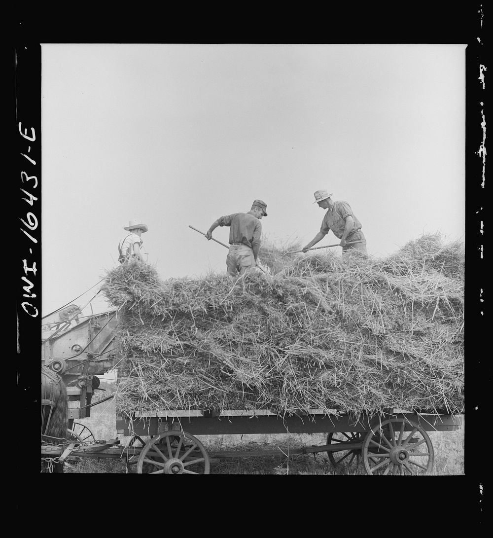 Jackson (vicinity), Michigan. Pitching hay.. | Free Photo - rawpixel