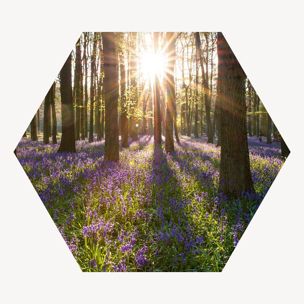 Sun flare forest hexagon shape | Free Photo - rawpixel