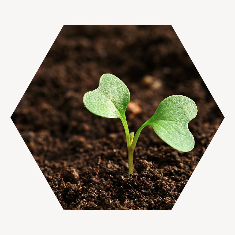Growing sprout hexagon shape badge, | Free Photo - rawpixel