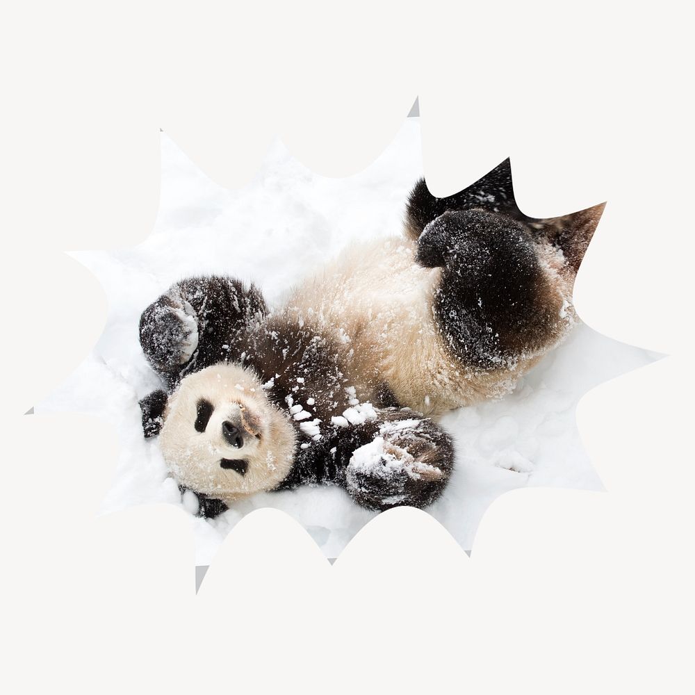 Baby panda in snow bang | Free Photo - rawpixel