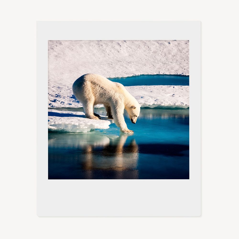 Polar bear instant photo, wildlife | Free Photo - rawpixel
