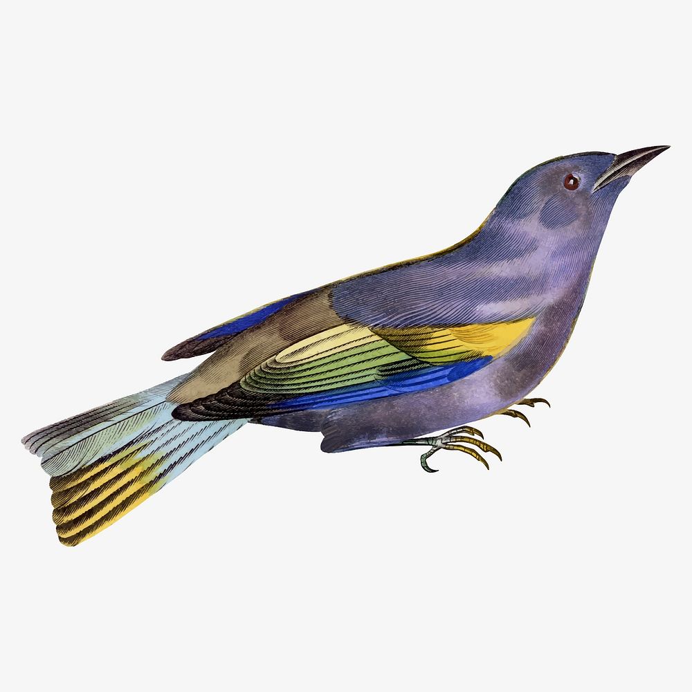 Purple bird illustration, vintage aesthetic | Premium Vector ...