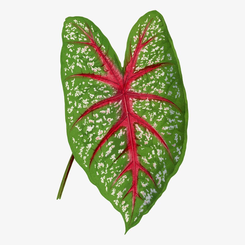 Caladium leaf vintage illustration, green | Premium Vector Illustration ...