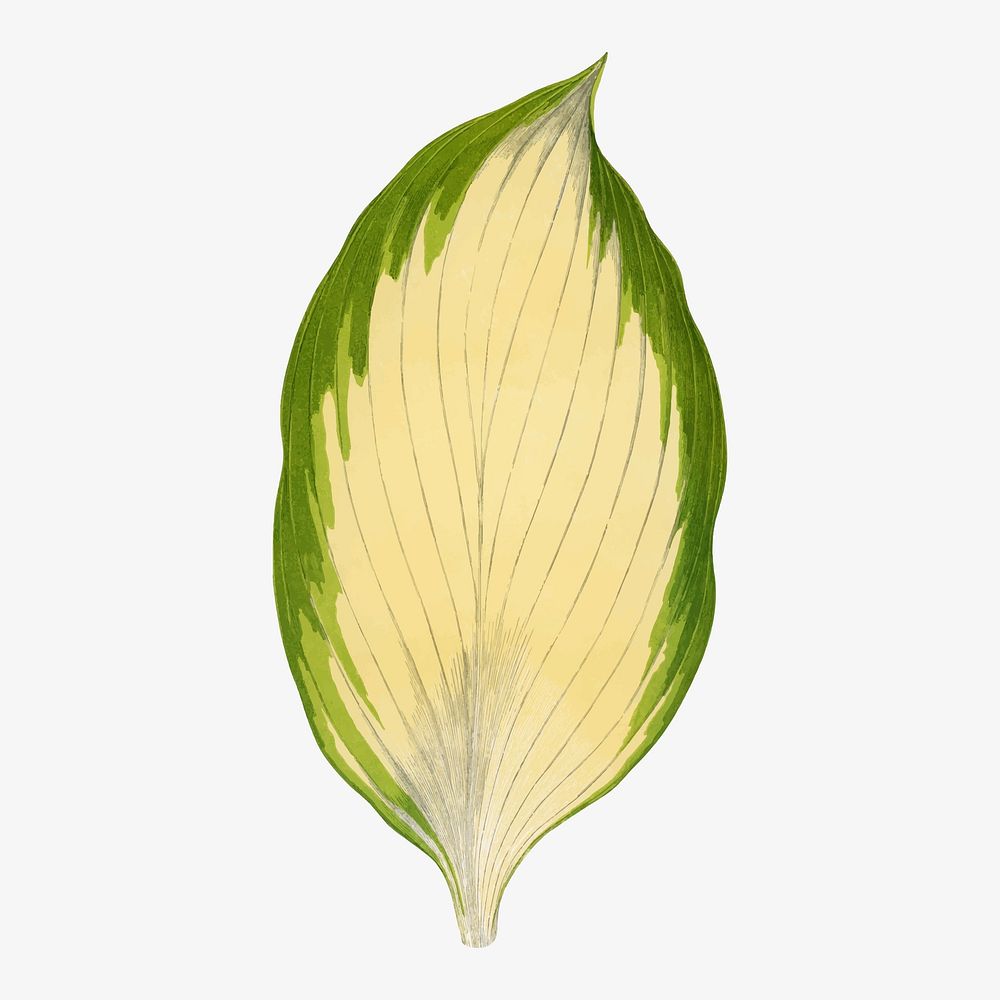 Green leaf collage element, botanical | Premium Vector Illustration ...