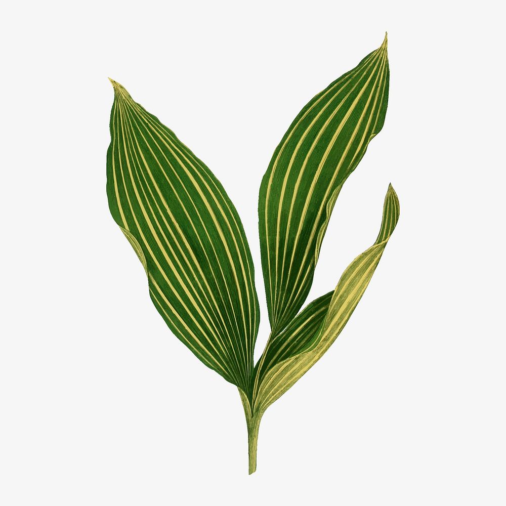 Lily valley leaf vintage illustration, | Premium Vector Illustration ...