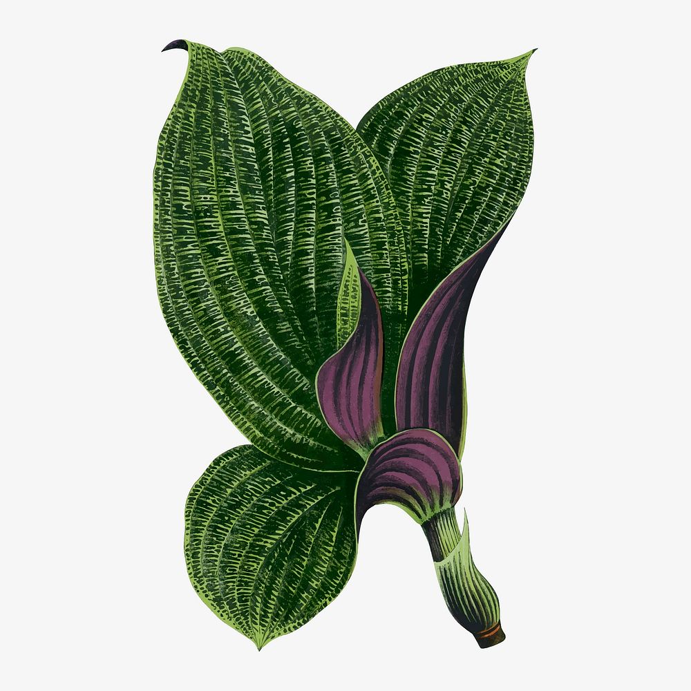 Green leaf collage element, botanical | Premium Vector Illustration ...