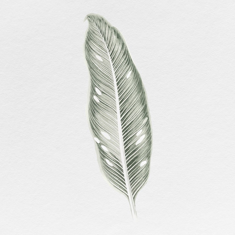 Silver leaf illustration, aesthetic nature | Premium Photo - rawpixel