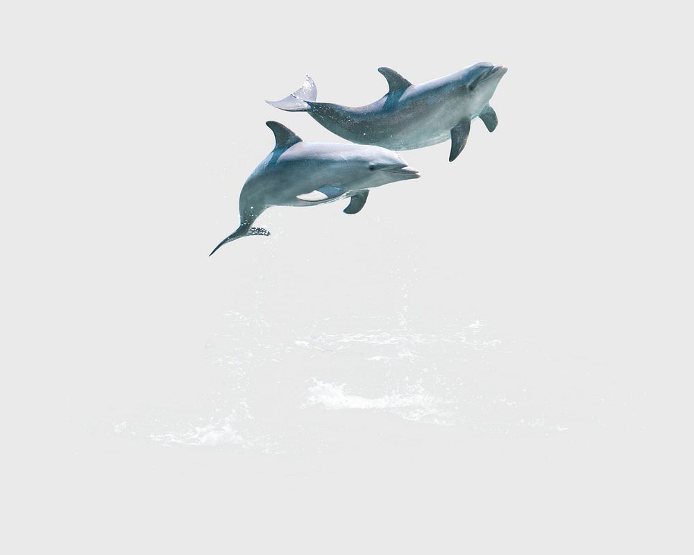 Jumping dolphins sticker, sea animal | Premium PSD - rawpixel