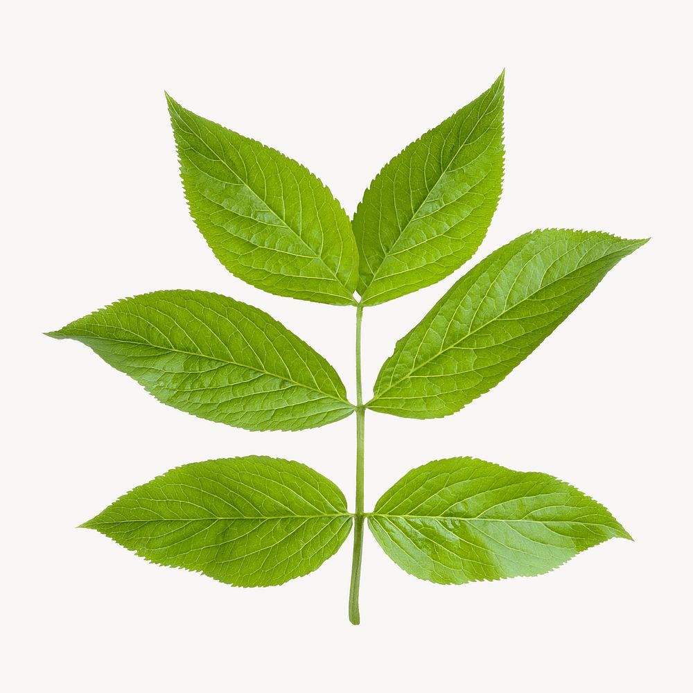 Leaf branch, isolated plant image | Free Photo - rawpixel