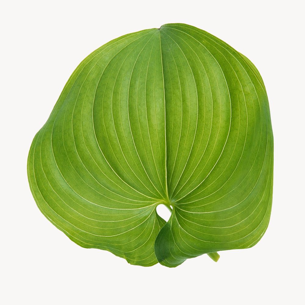 Free leaf photo, public domain | Free Photo - rawpixel