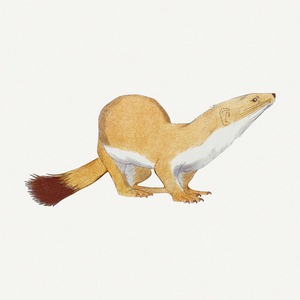 Weasel sticker, vintage animal illustration | Premium Photo Illustration - rawpixel