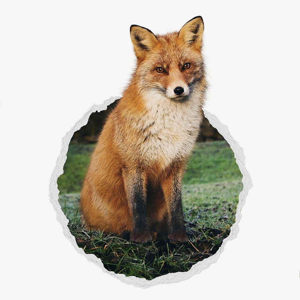 Red fox ripped paper badge, | Free Photo - rawpixel