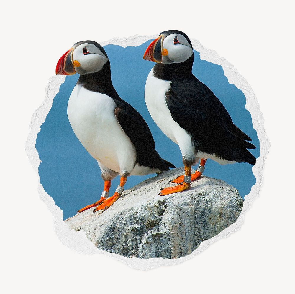Atlantic puffin birds ripped paper | Free Photo - rawpixel