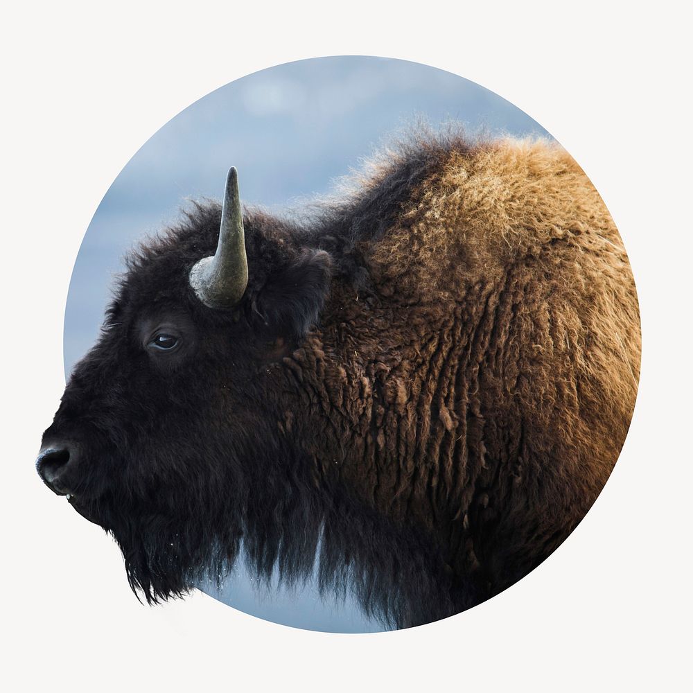 American bison badge, animal photo | Free Photo - rawpixel