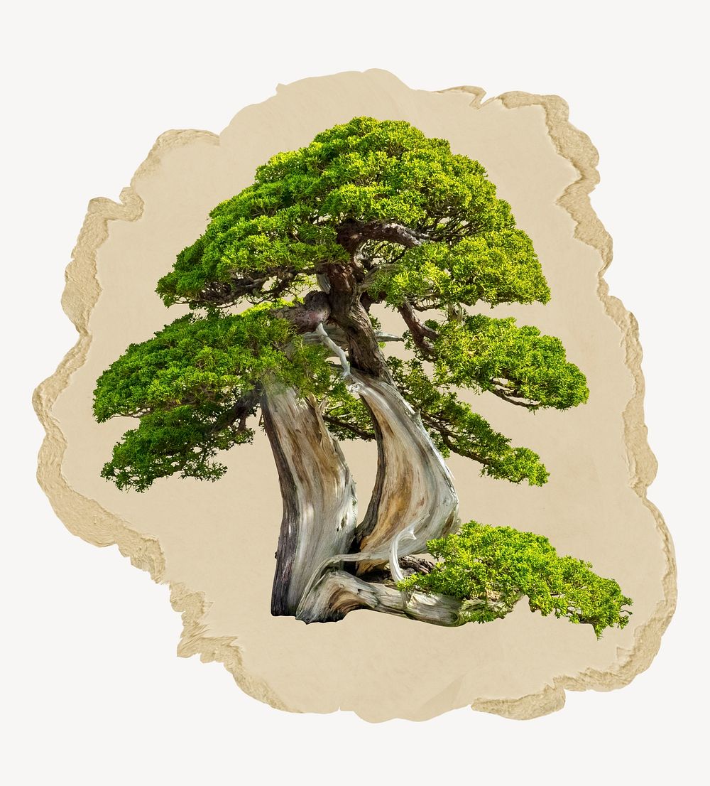 Japanese bonsai tree, ripped paper | Premium Photo - rawpixel
