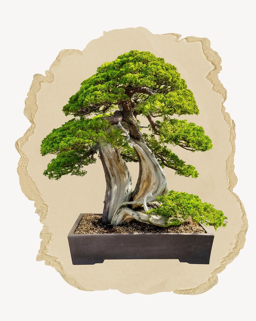 Japanese bonsai tree, ripped paper | Premium Photo - rawpixel