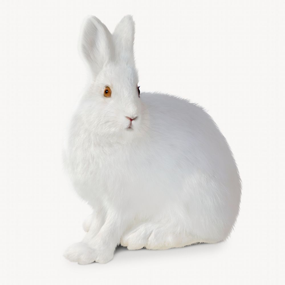 White rabbit, animal isolated image | Free Photo - rawpixel