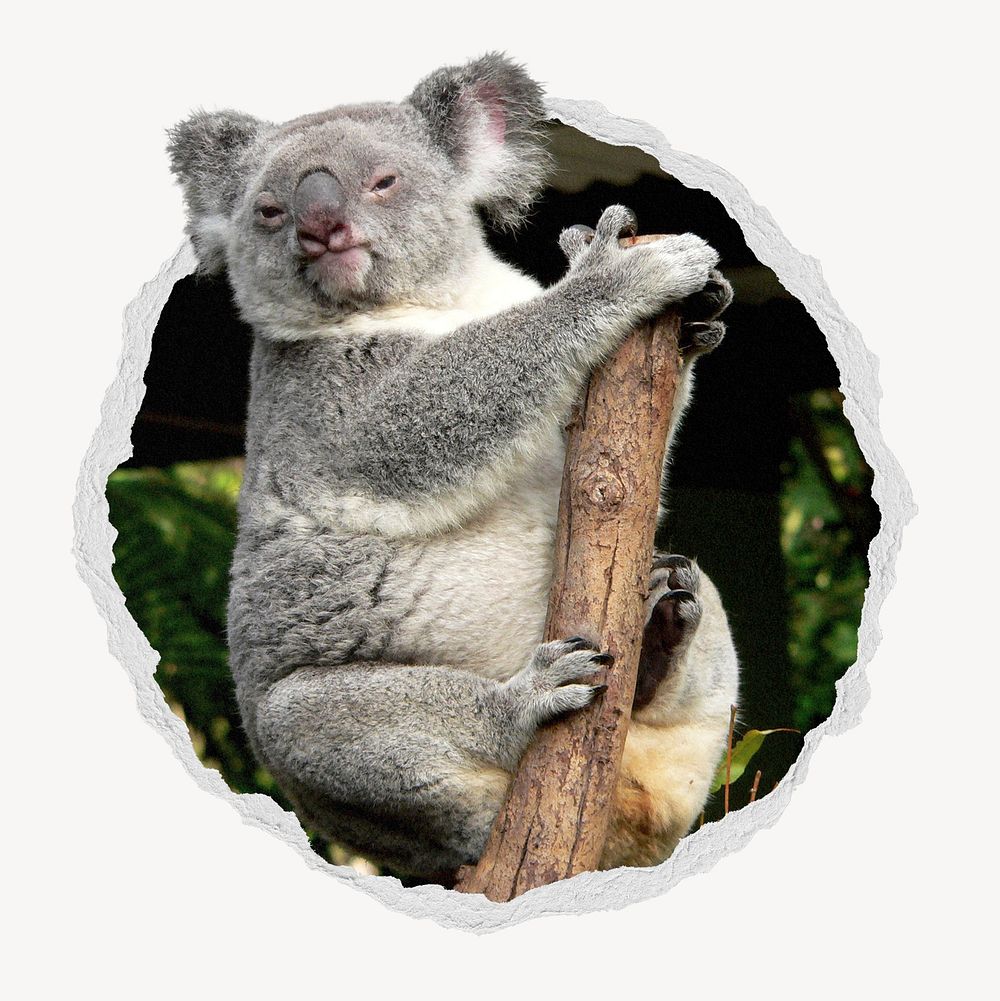Koala ripped paper badge, animal | Free Photo - rawpixel
