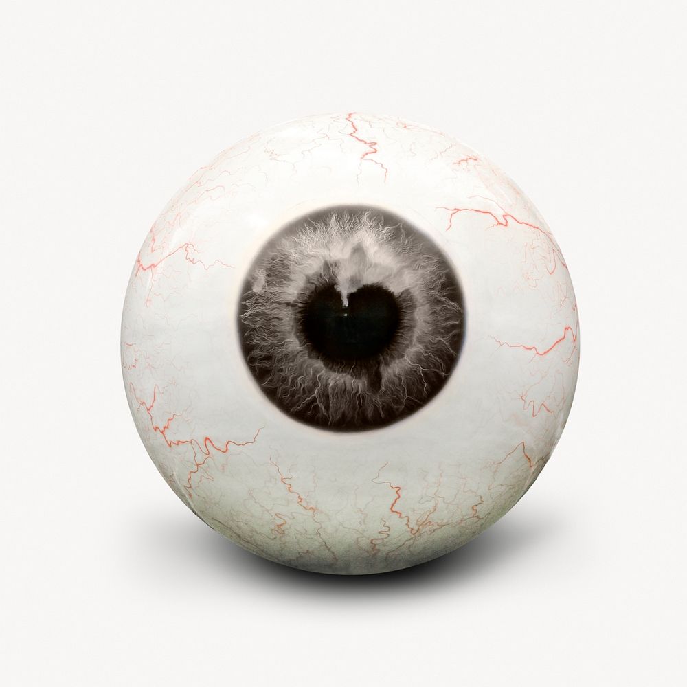 Human eyeball, isolated image | Premium Photo - rawpixel