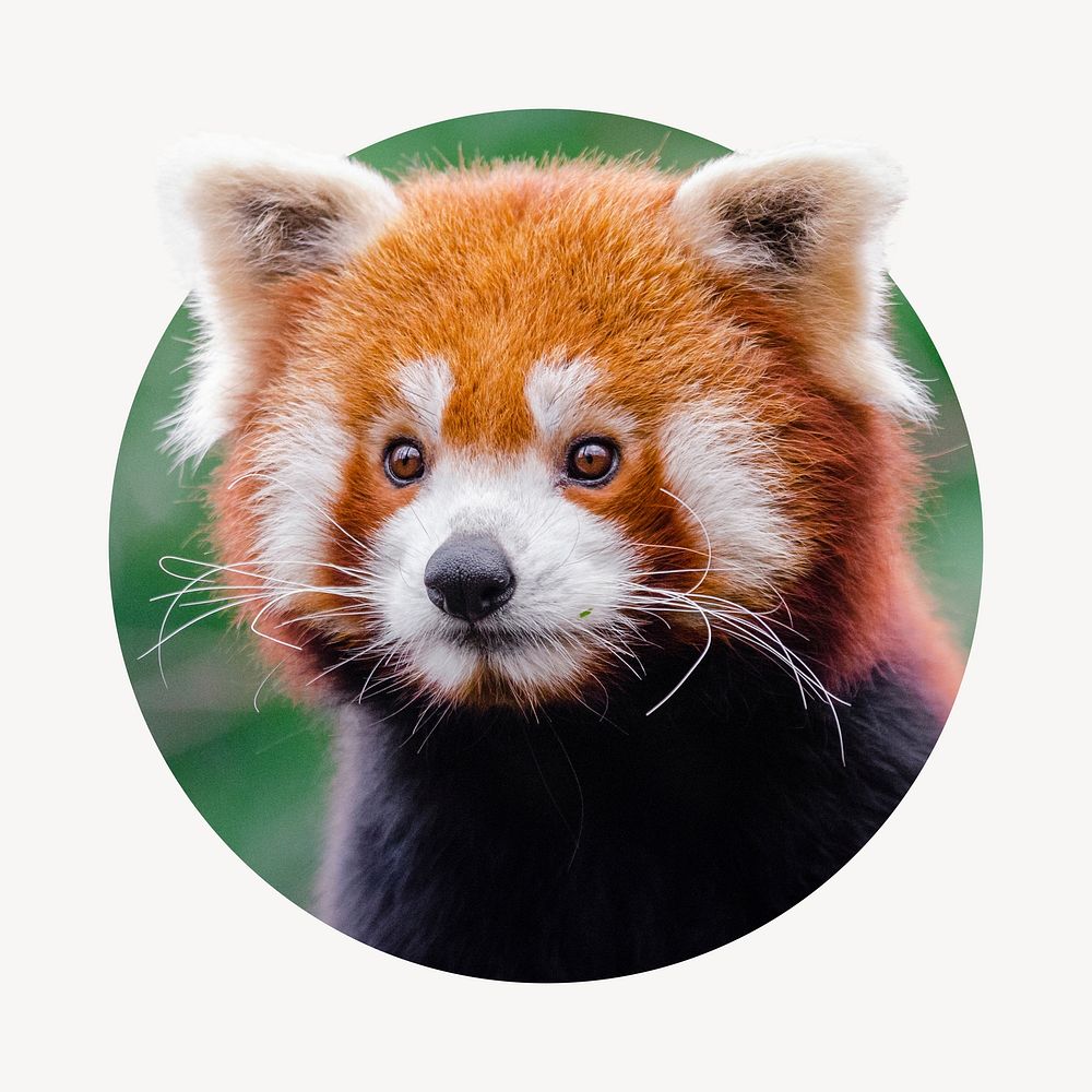 Red panda badge, animal photo | Free Photo - rawpixel