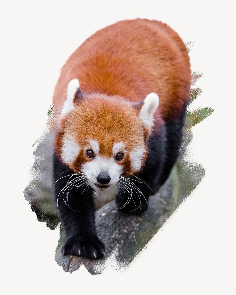 Cute red panda collage element | Premium PSD - rawpixel