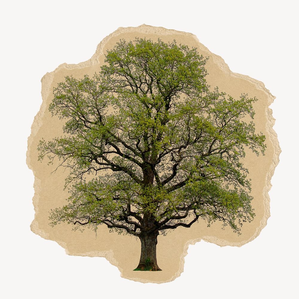 Lone tree ripped paper isolated | Free Photo - rawpixel