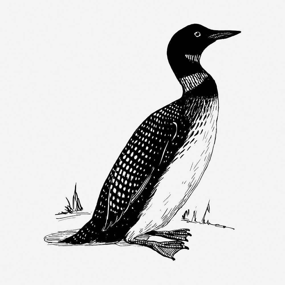 Loon bird drawing, vintage animal | Free Photo - rawpixel