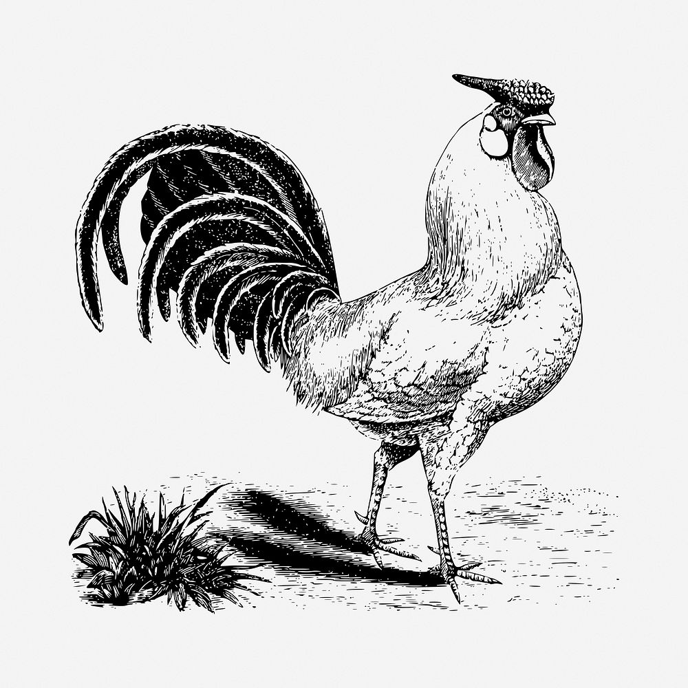 Rooster drawing, vintage illustration. | Free Photo Illustration - rawpixel