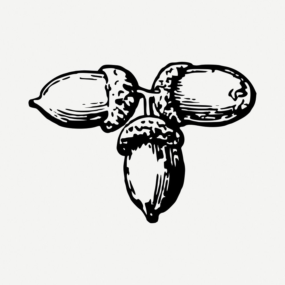 Acorn drawing, vintage illustration psd | Free PSD - rawpixel