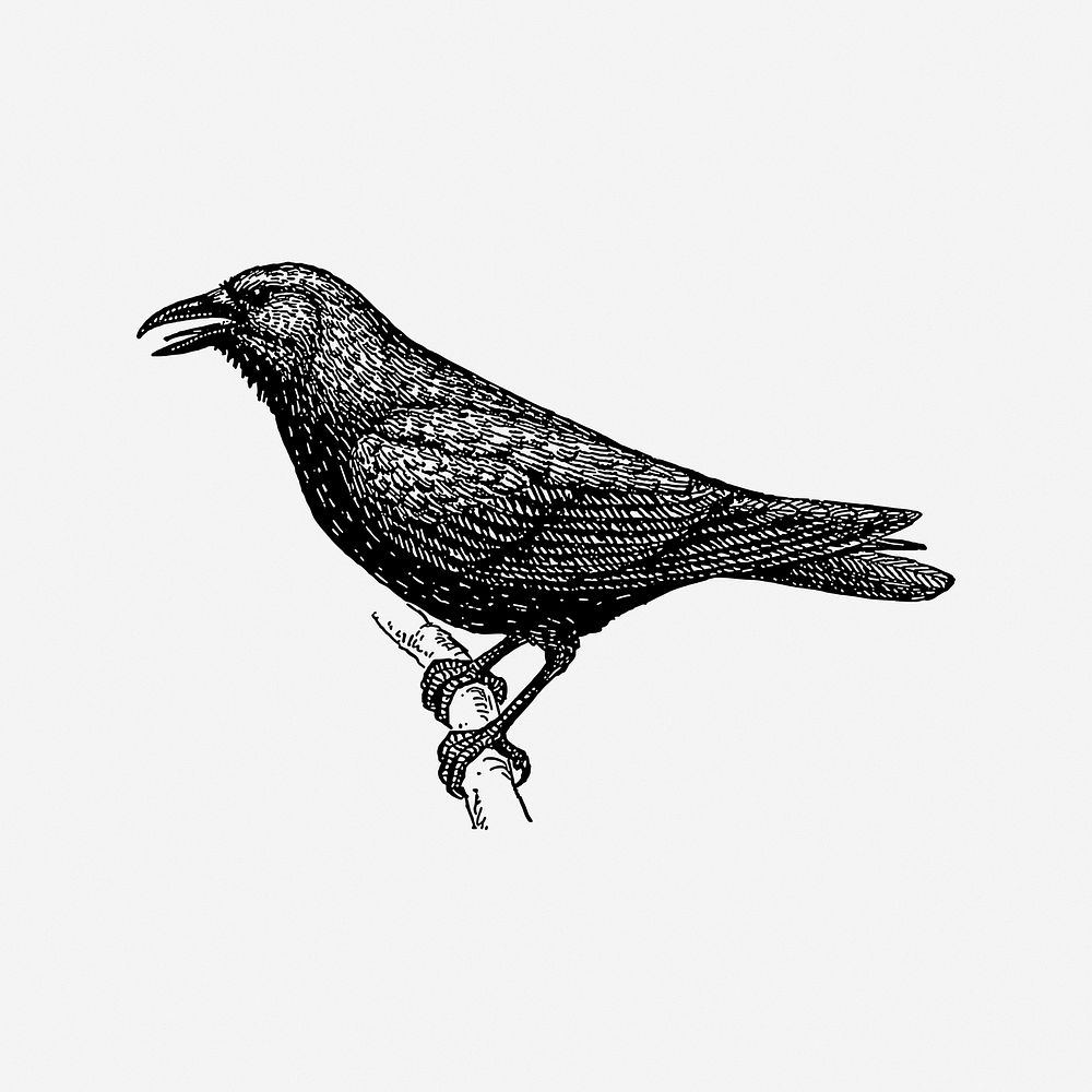 Crow bird, drawing illustration | Free Photo Illustration - rawpixel