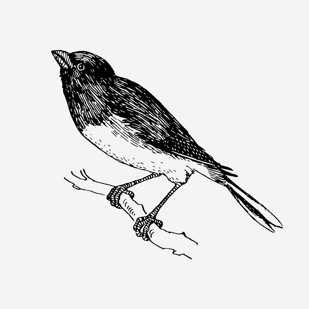 Snowbird, drawing illustration. | Free Photo Illustration - rawpixel