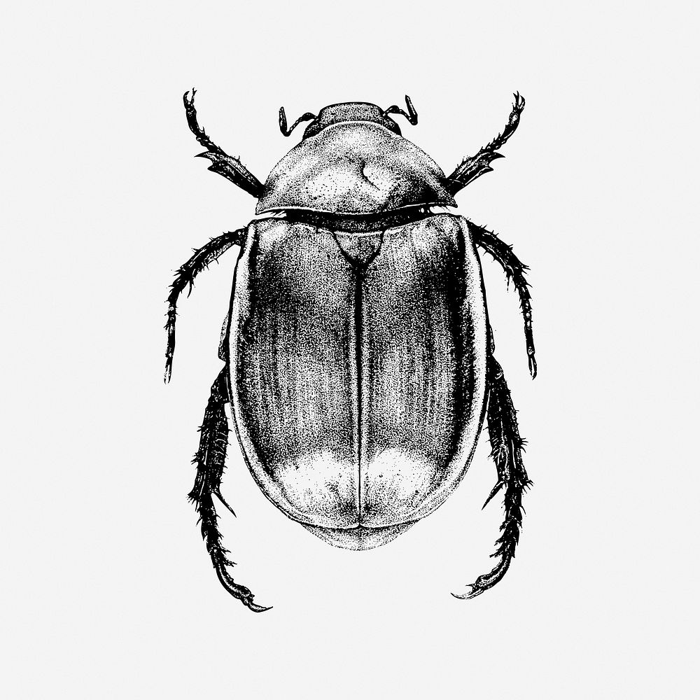 Beetle, drawing illustration. Free public | Free Photo Illustration ...